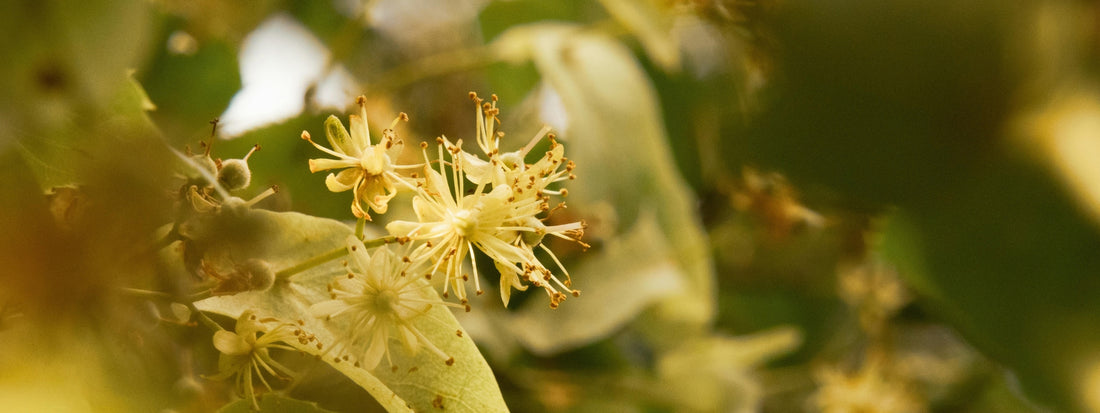 Tisane de tilleul : bienfaits, vertus, préparation et contre-indicatio ...